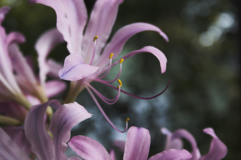 Surprise Lilies Popping Up As Other Flowers Fade News Sports Jobs Lawrence Journal World